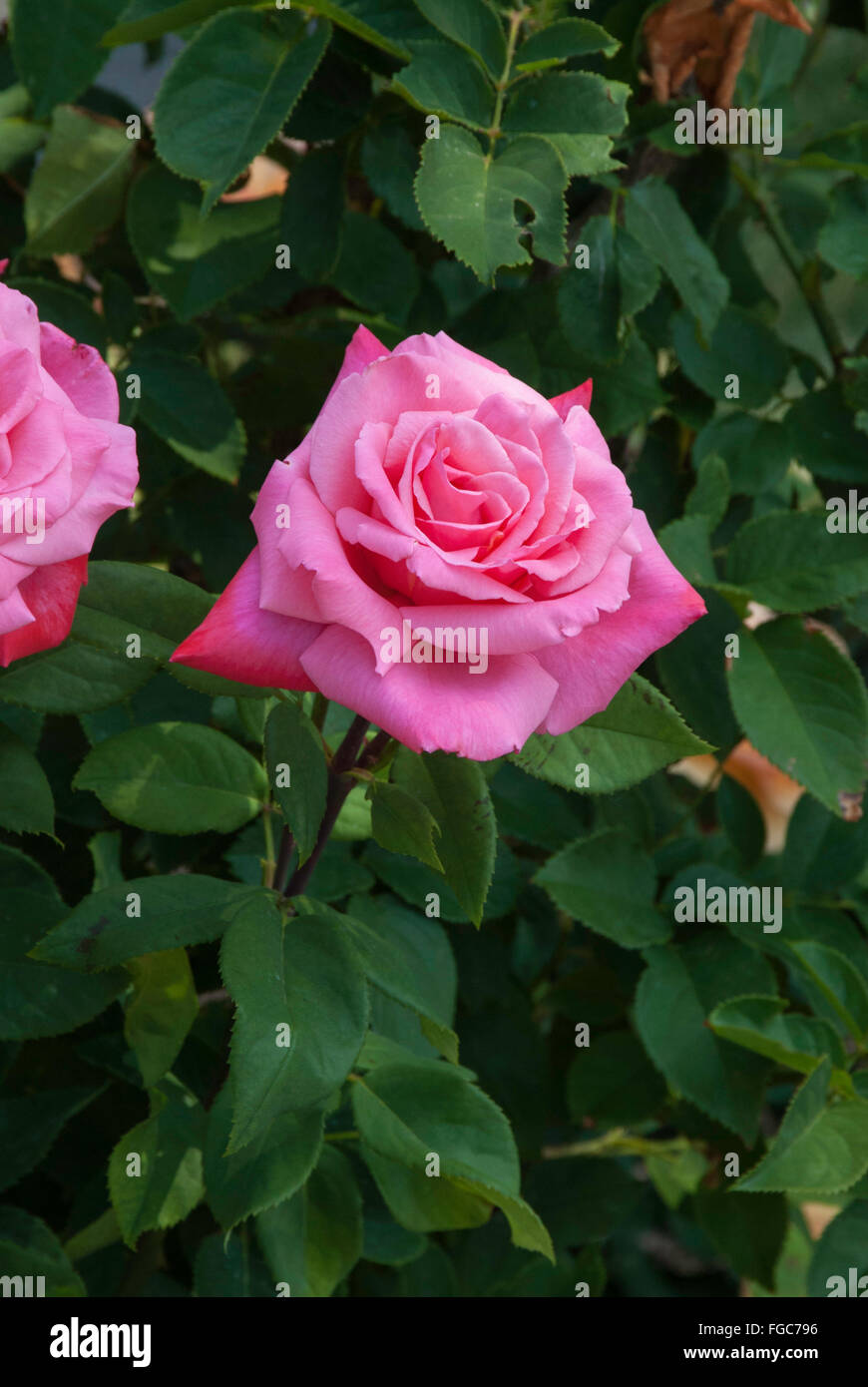 Rose, Rosa , FRIENDSHIP Stock Photo - Alamy