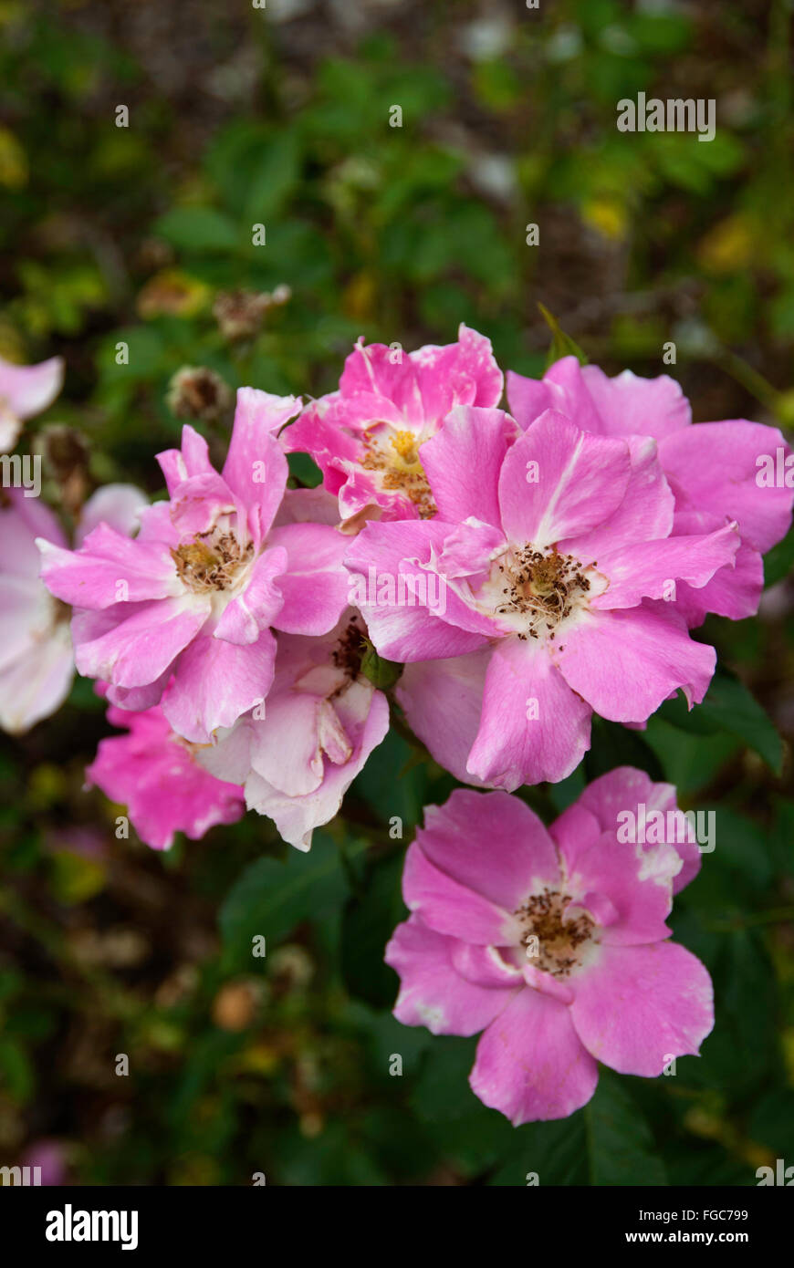 Funny gardening hi-res stock photography and images - Alamy