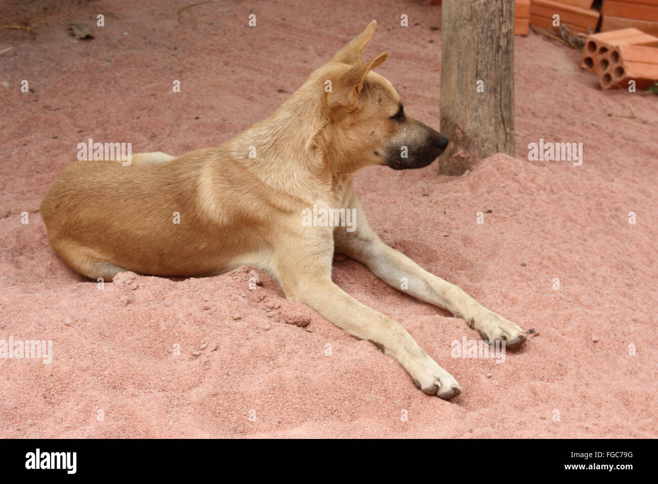 Cambodian dog hi-res stock photography and images - Alamy