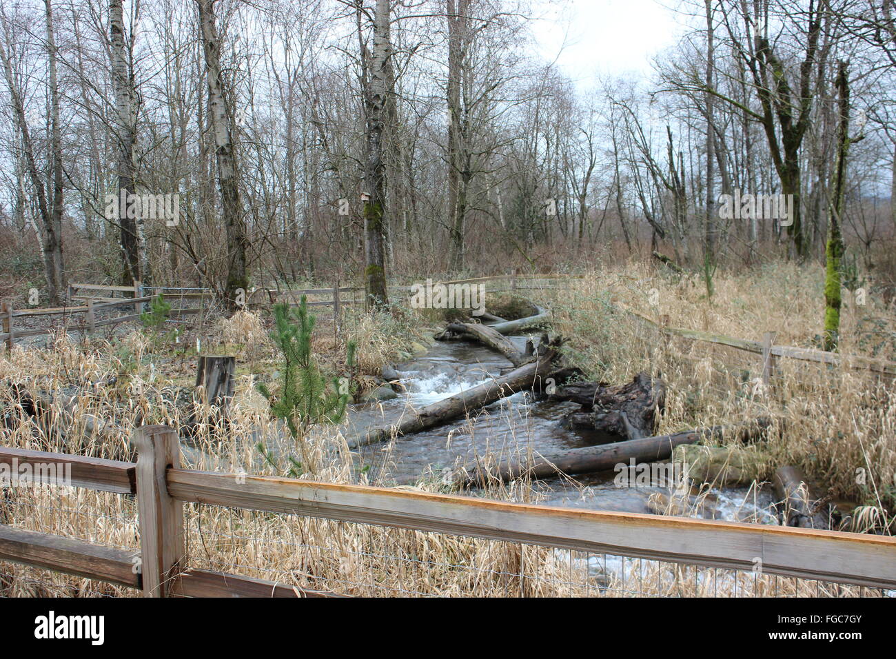 Evergreen forest habitat hi-res stock photography and images - Alamy