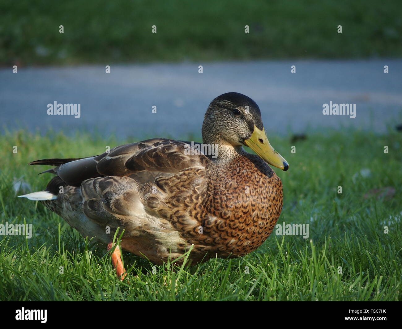 Mallard on grass A mallard standing in green grass with a blurry lake ...