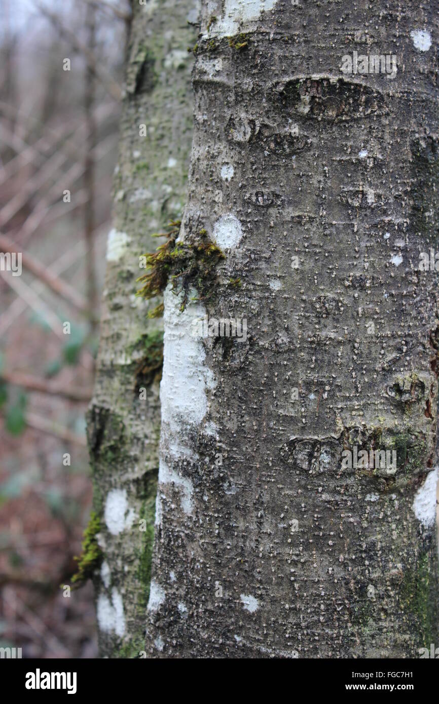 Up close tree hi-res stock photography and images - Alamy