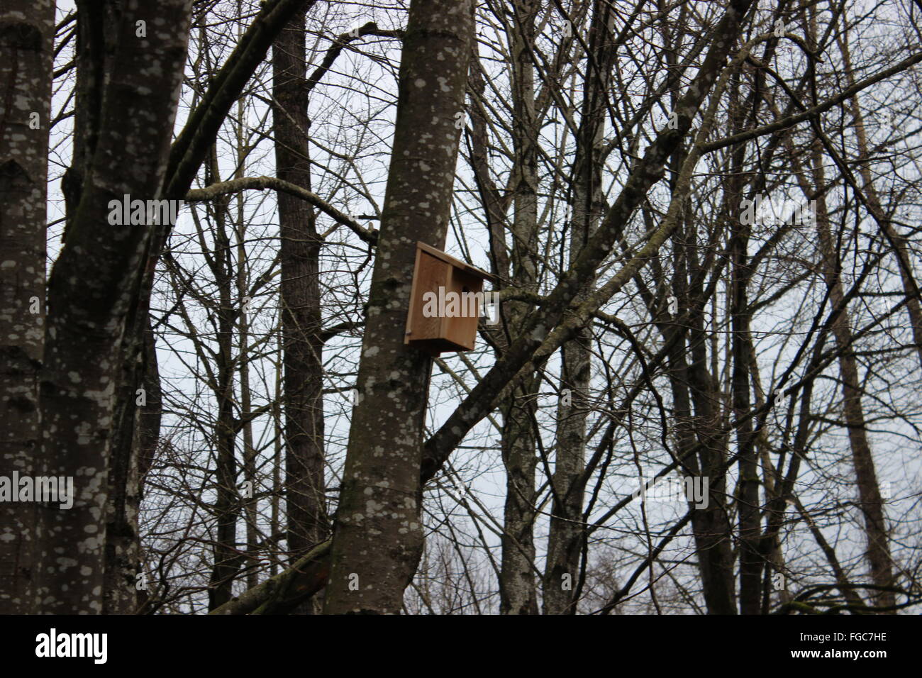Bird House in a Tree Stock Photo - Alamy