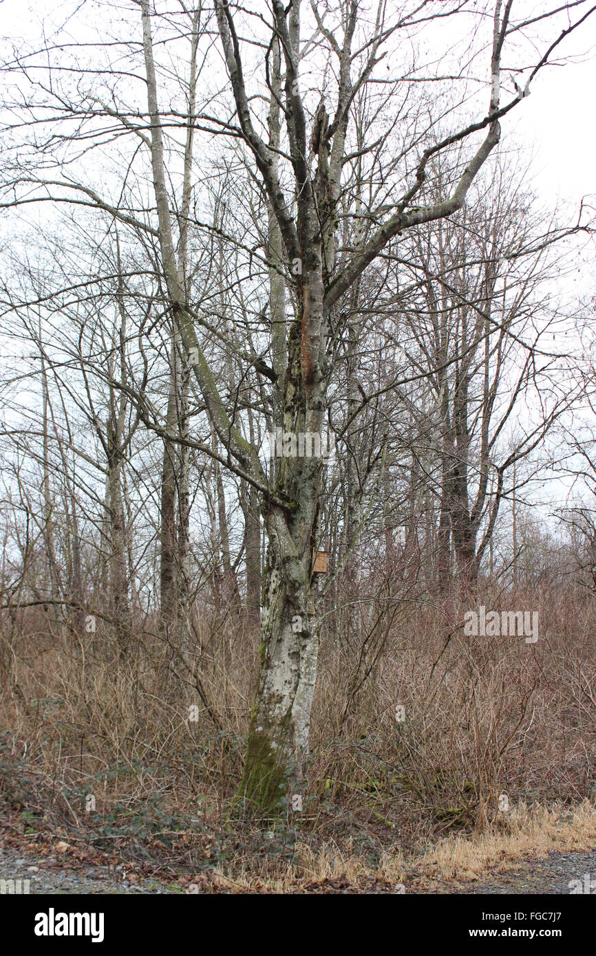 Old alder tree hi-res stock photography and images - Alamy
