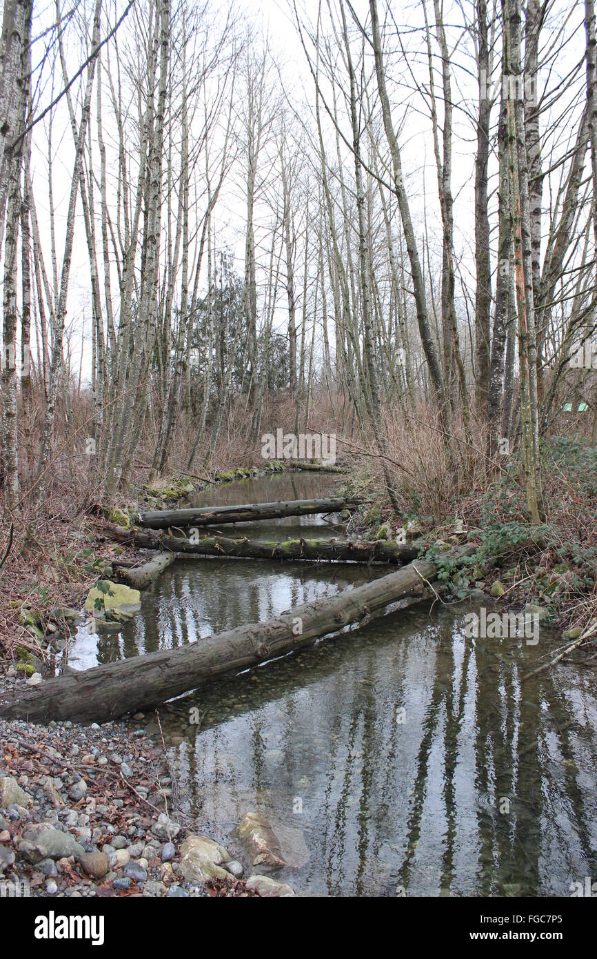 Fallen logs hi-res stock photography and images - Alamy