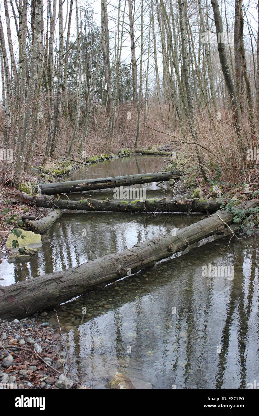 Fallen logs on Creek Stock Photo - Alamy