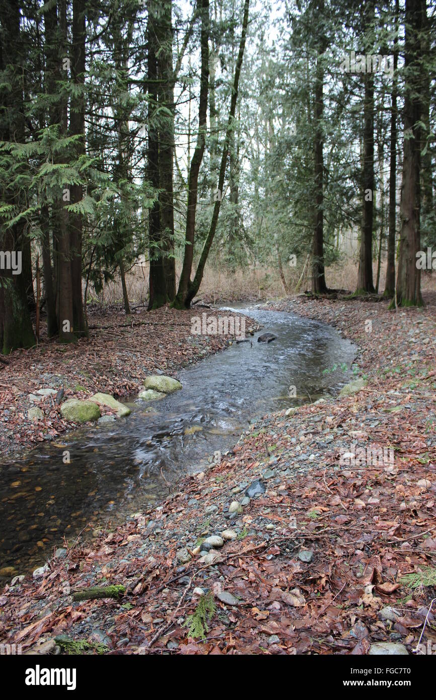 Stream in the Forest Stock Photo - Alamy