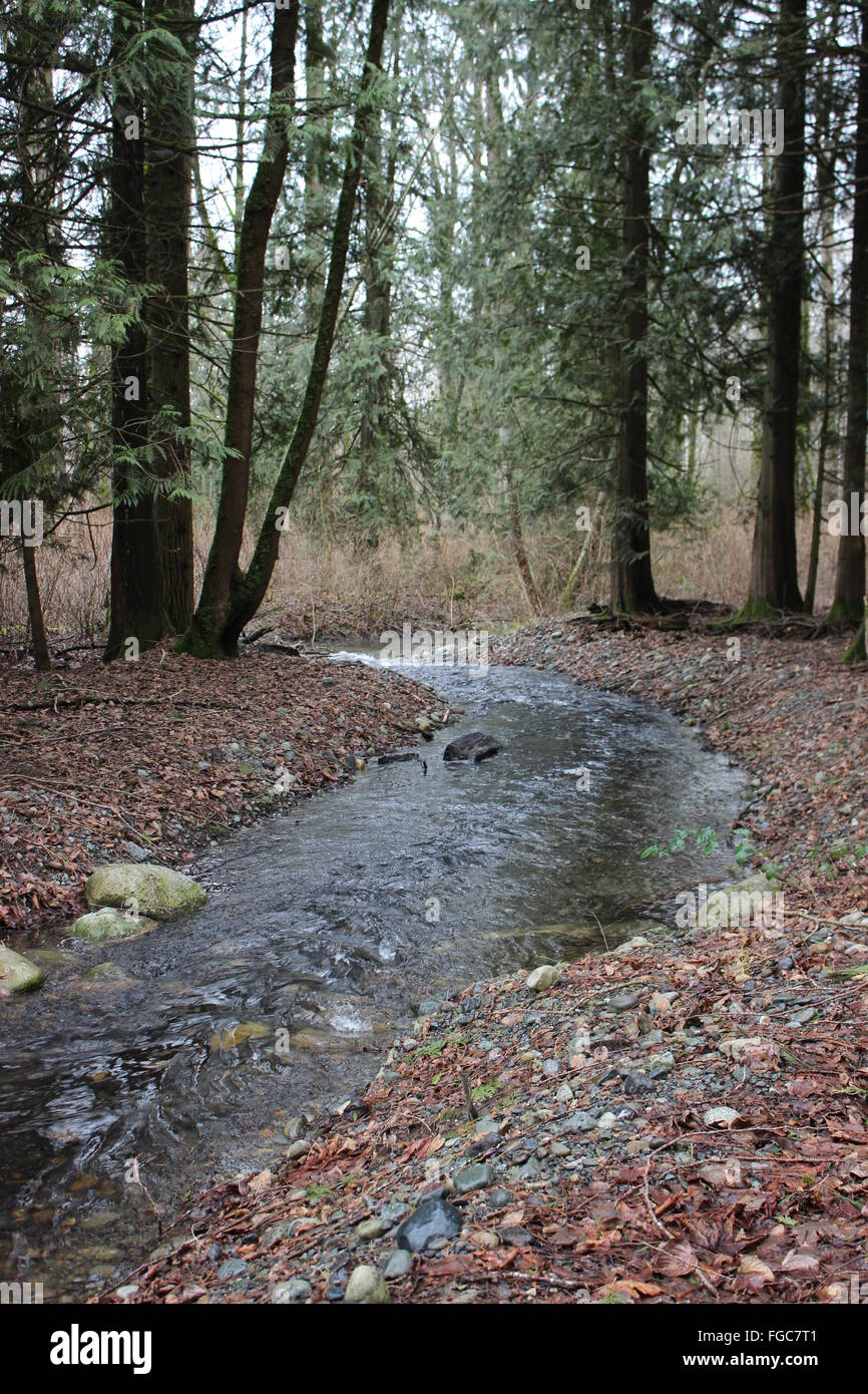 Stream in the Forest Stock Photo - Alamy