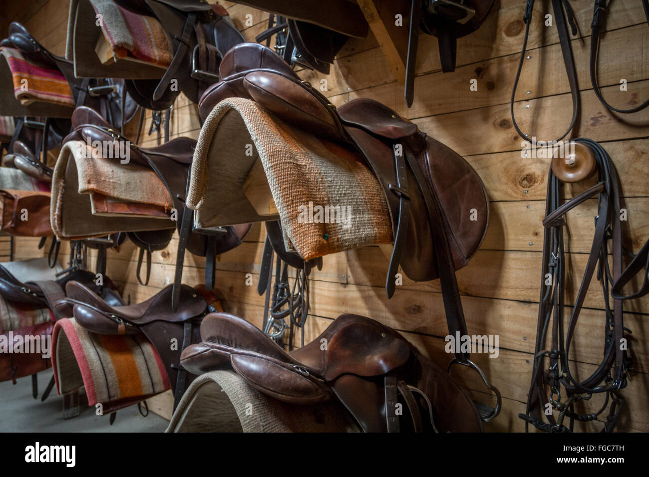 Saddles in saddle room horse hi-res stock photography and images - Alamy