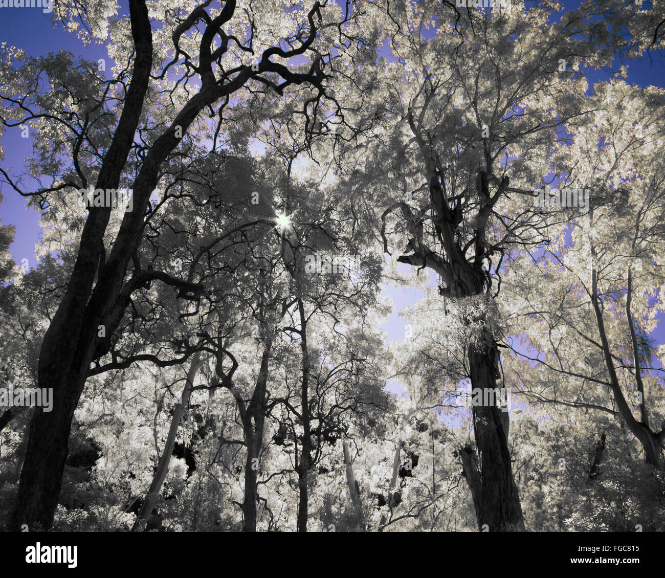 Infrared image - Valley Forest in Wadbilliga National Park, NSW ...
