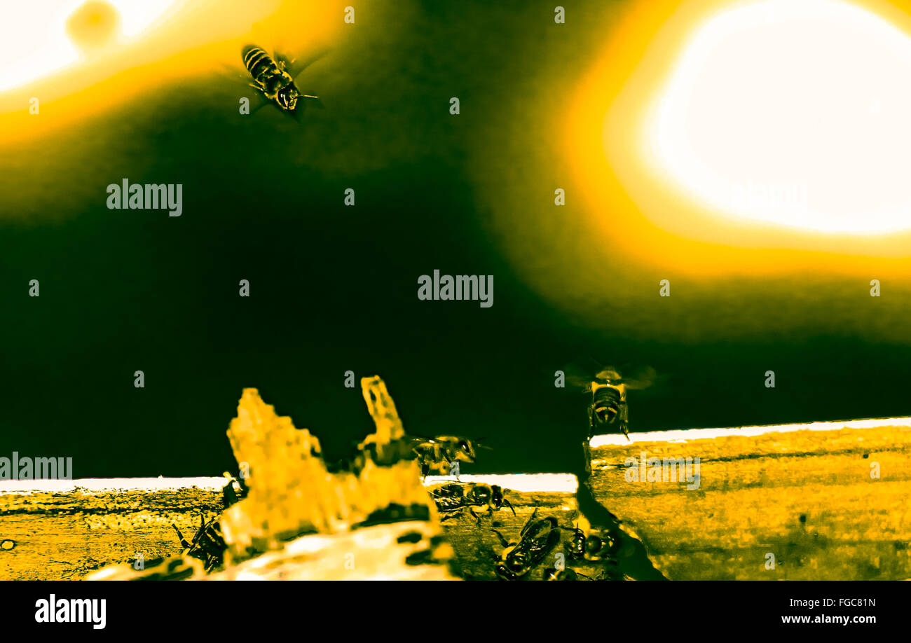 Flying flea hi-res stock photography and images - Alamy