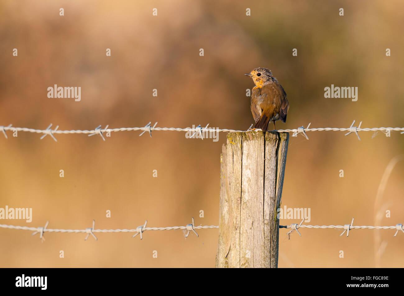 Juvenile robin on fence hi-res stock photography and images - Alamy