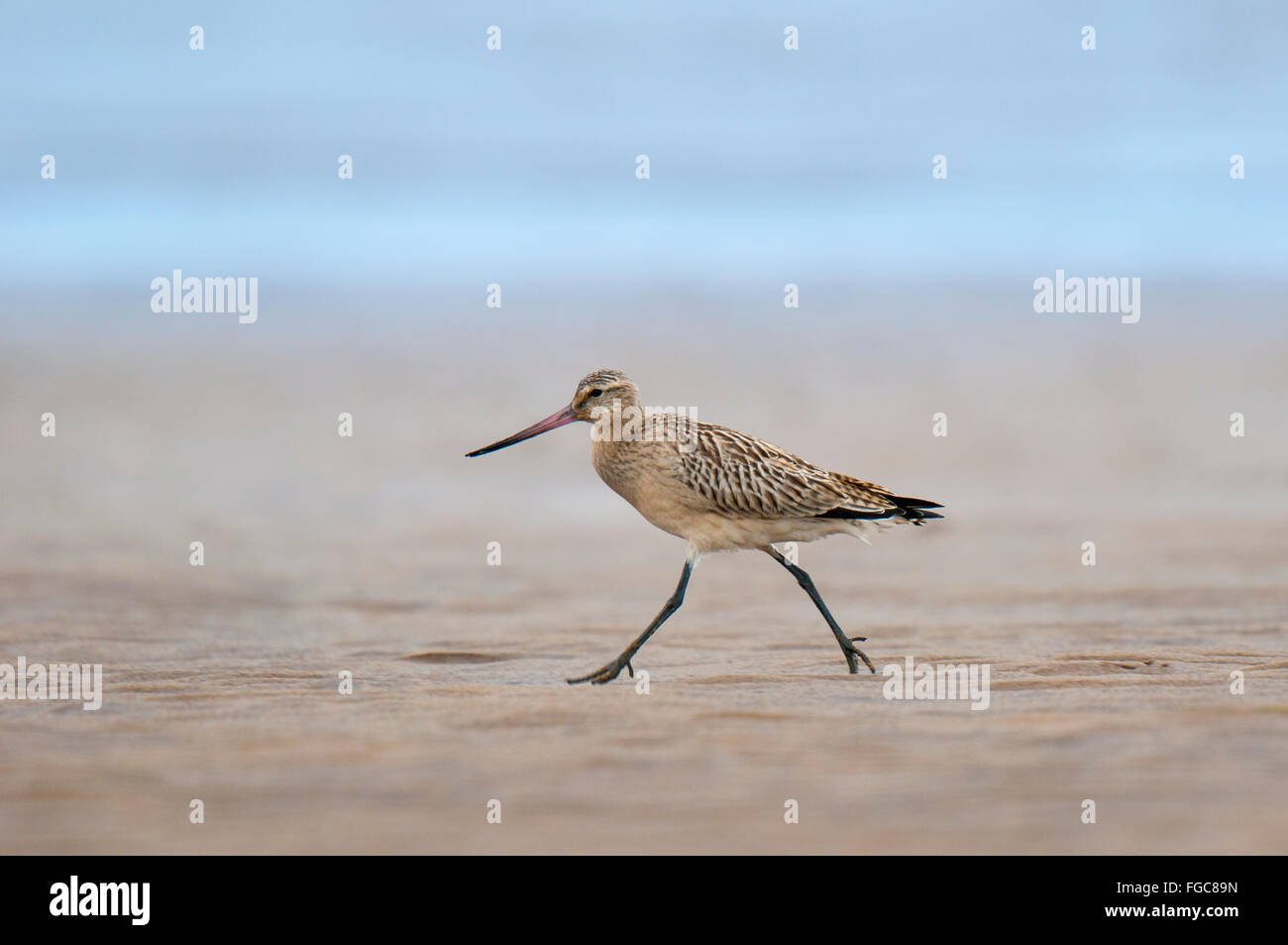 Bar-tailed godwit (Limosa lapponica) adult running across the sand at ...