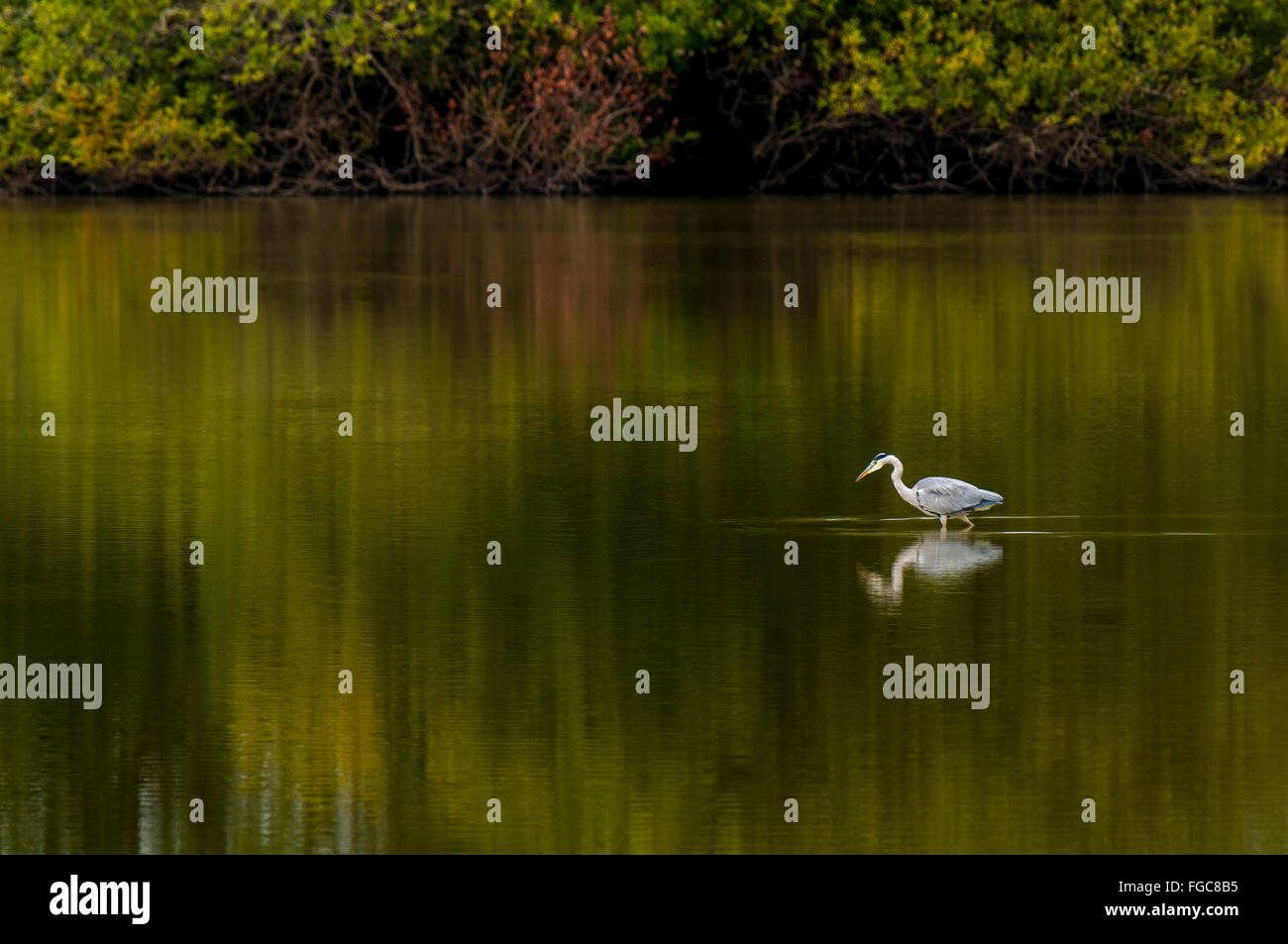 Grey heron (Ardea cinerea) adult hunting in the shallow lake at ...