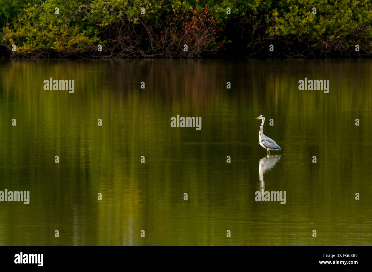 Grey heron (Ardea cinerea) adult standing in the shallow lake at ...