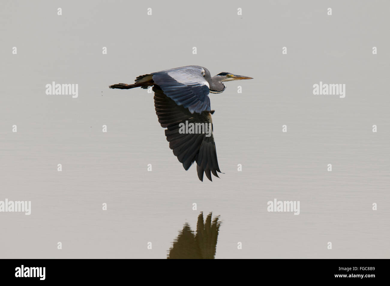 Grey heron (Ardea cinerea) adult skimming over the surface of the lake ...