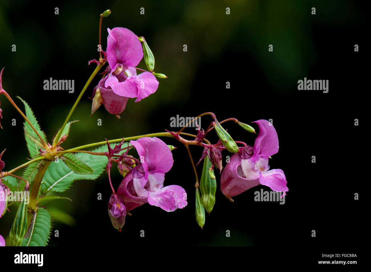 Impatiens glandulifera seed pods hi-res stock photography and images ...