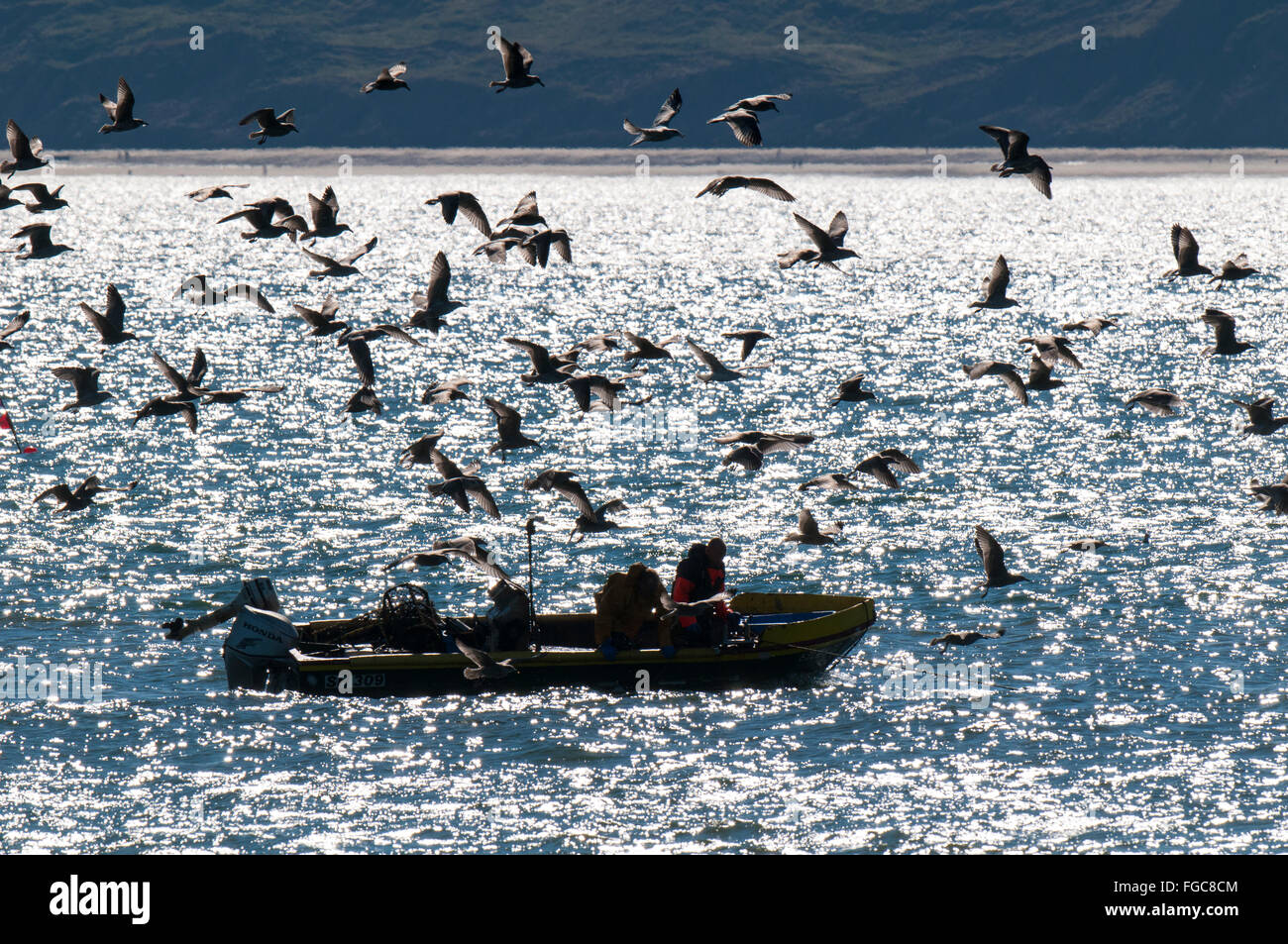 A flock of juvenile herring gulls (Larus argentatus) mobbing a fishing ...