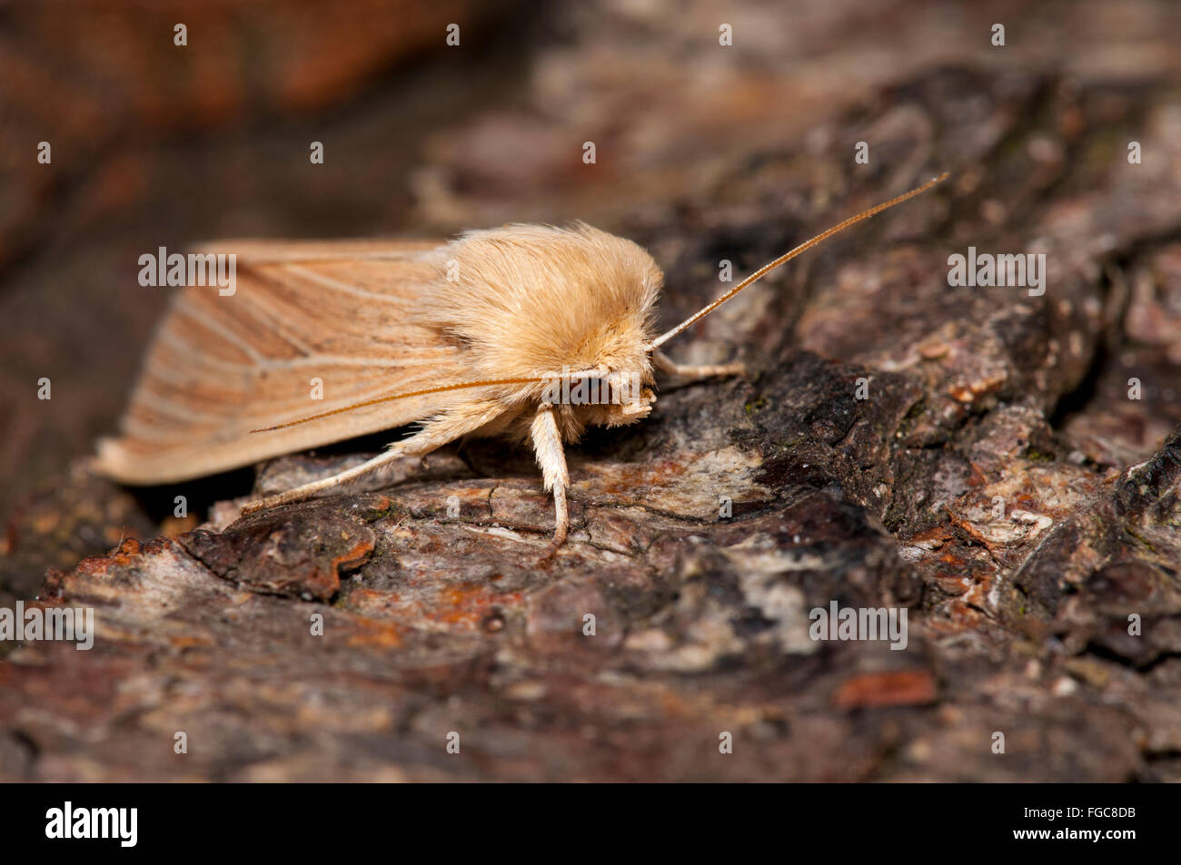 Common wainscot moth hi-res stock photography and images - Alamy