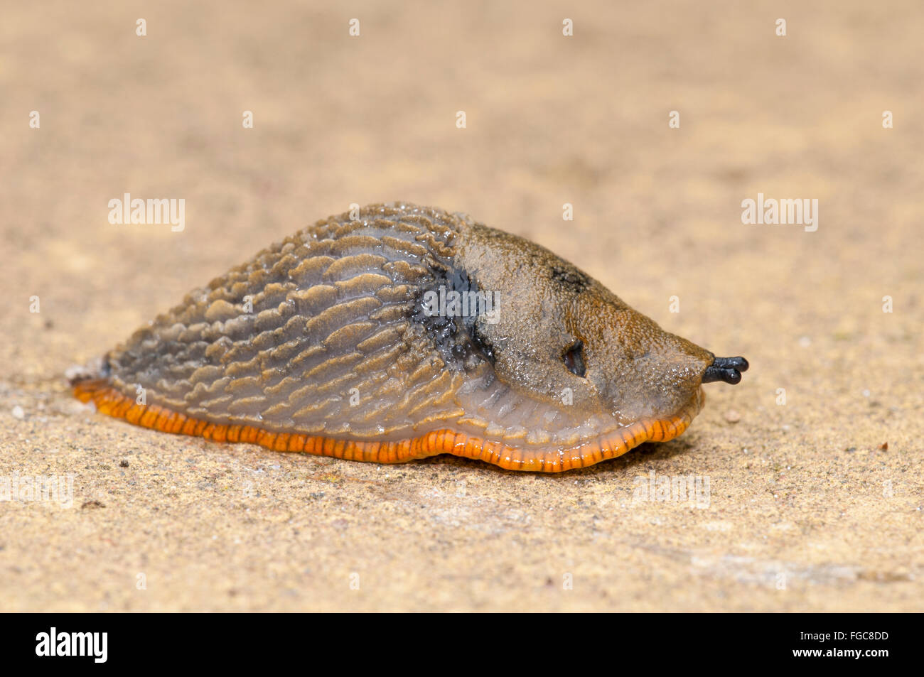 Red slug (Arion rufus) adult crawling across a paving stone in a garden ...