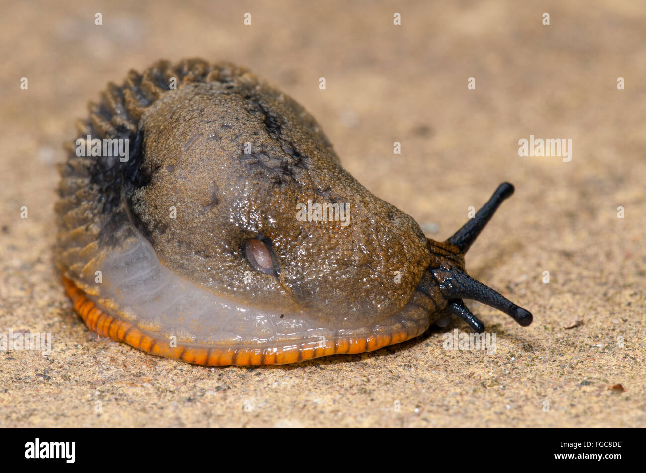 Red slug (Arion rufus) adult crawling across a paving stone in a garden ...