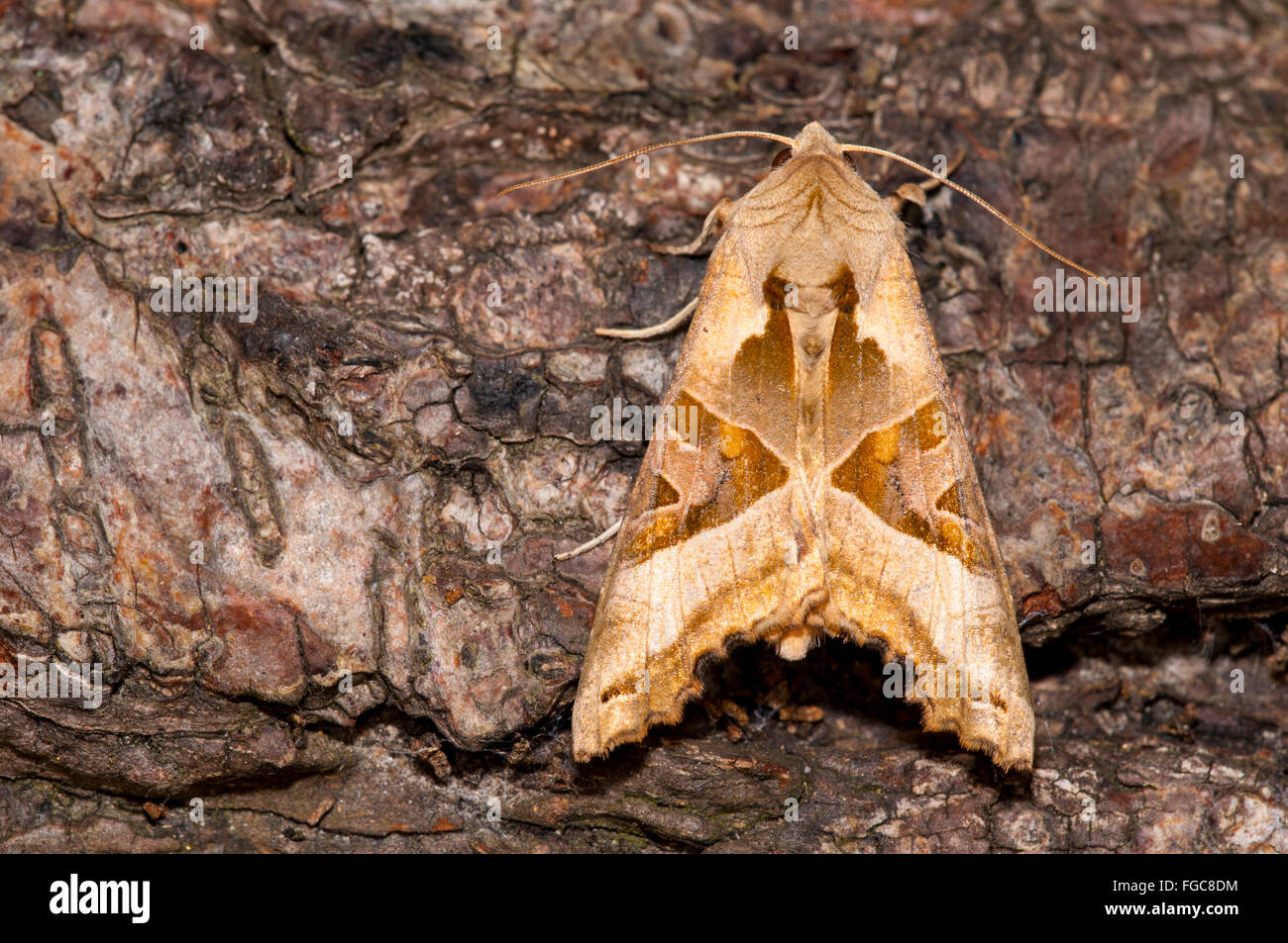 Angle shades moth (Phlogophora meticulosa) adult resting on the branch ...