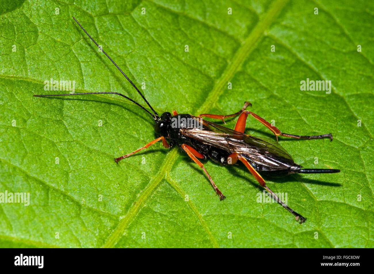Red legged wasp hi-res stock photography and images - Alamy