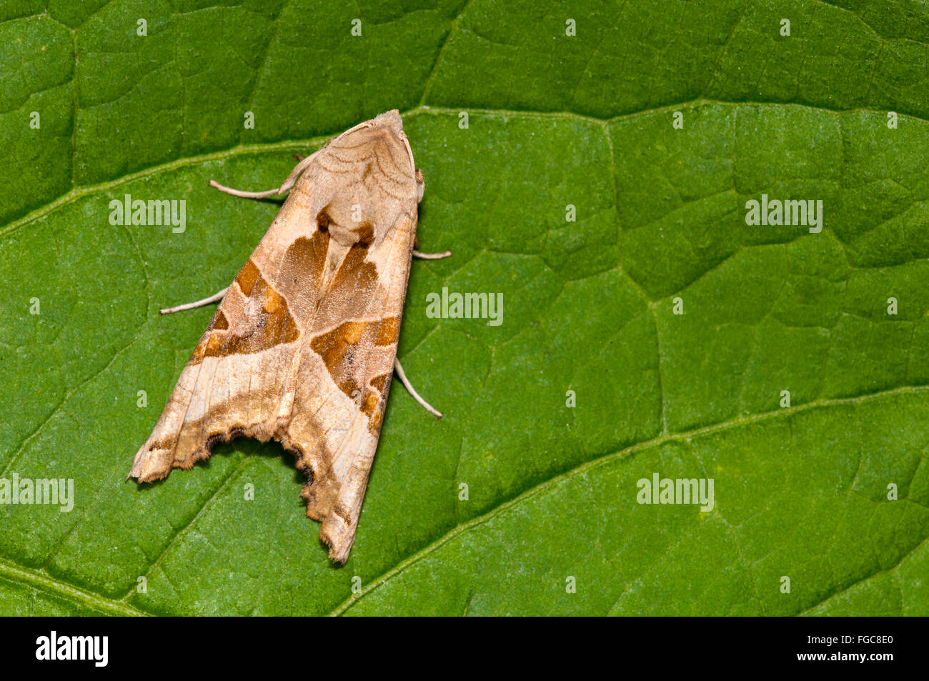 Angle shades moth hi-res stock photography and images - Alamy