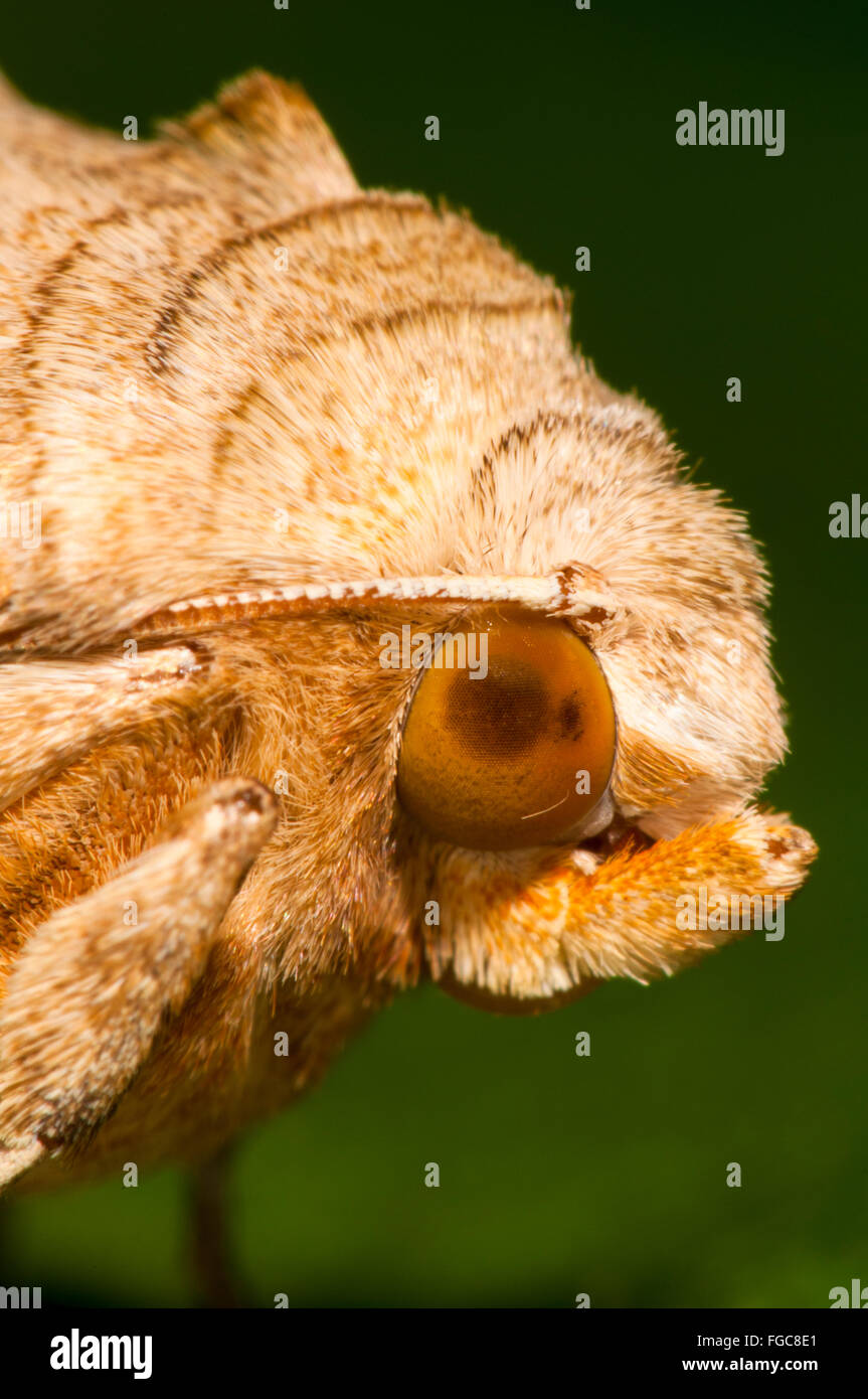 Adult Moth Up Close High Resolution Stock Photography and Images - Alamy