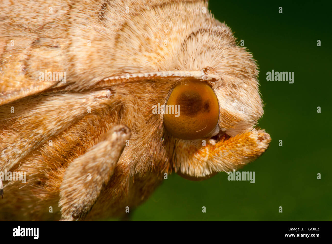 Angle shades moth (Phlogophora meticulosa) adult, extreme close-up of ...