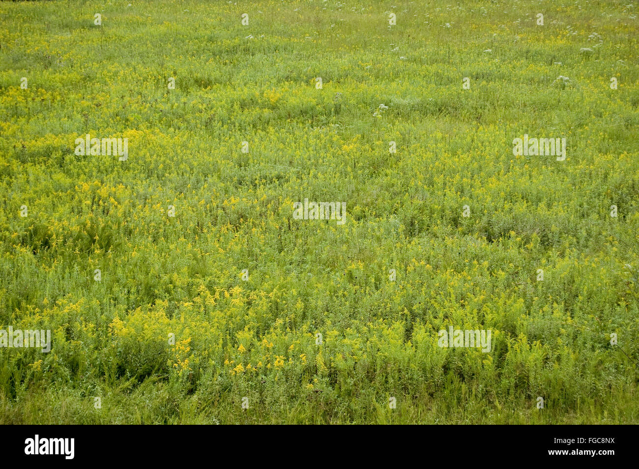 Late Summer Field Background Stock Photo - Alamy
