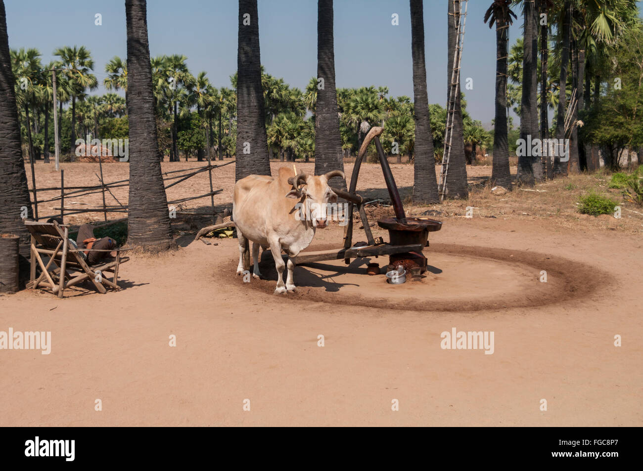 Zebu oxen wearing a yoke harness, waiting to walk in a circle to drive ...