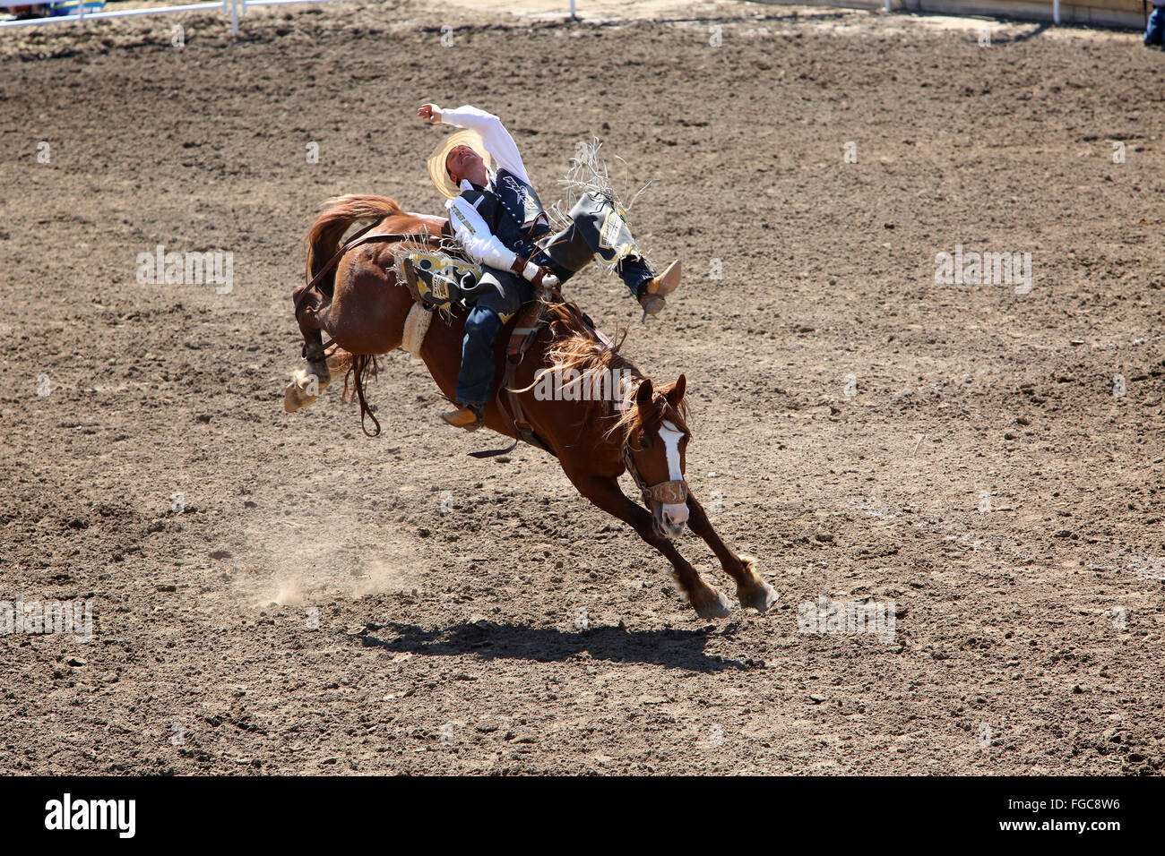Bucking horses hi-res stock photography and images - Alamy