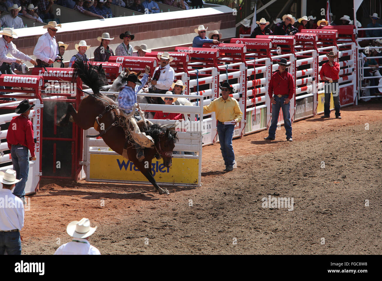 Calgary Stampede Bucking Bronc Out of the gate rodeo Stock Photo - Alamy