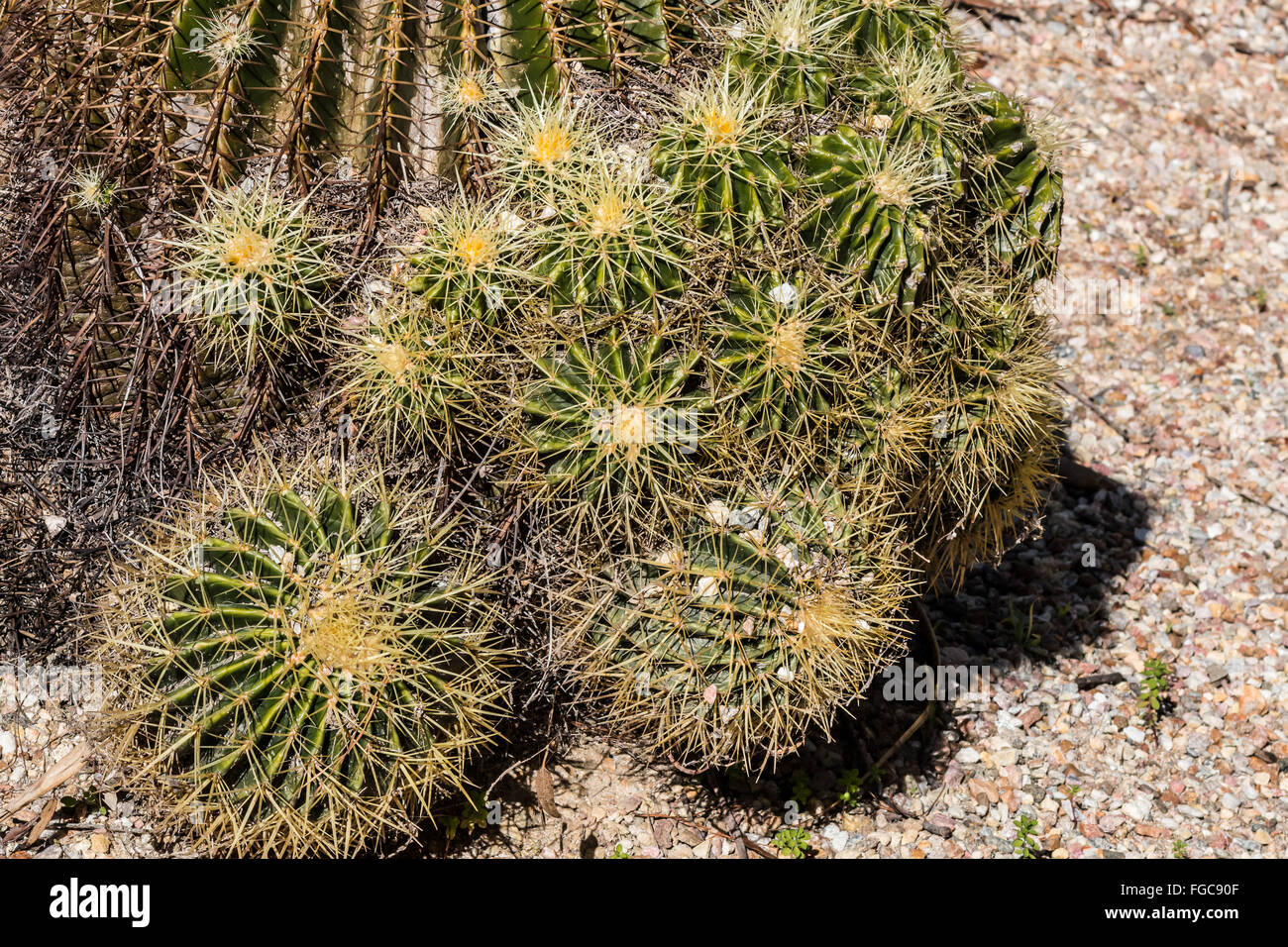 Cluster of small Golden Barrel Cactus Stock Photo - Alamy