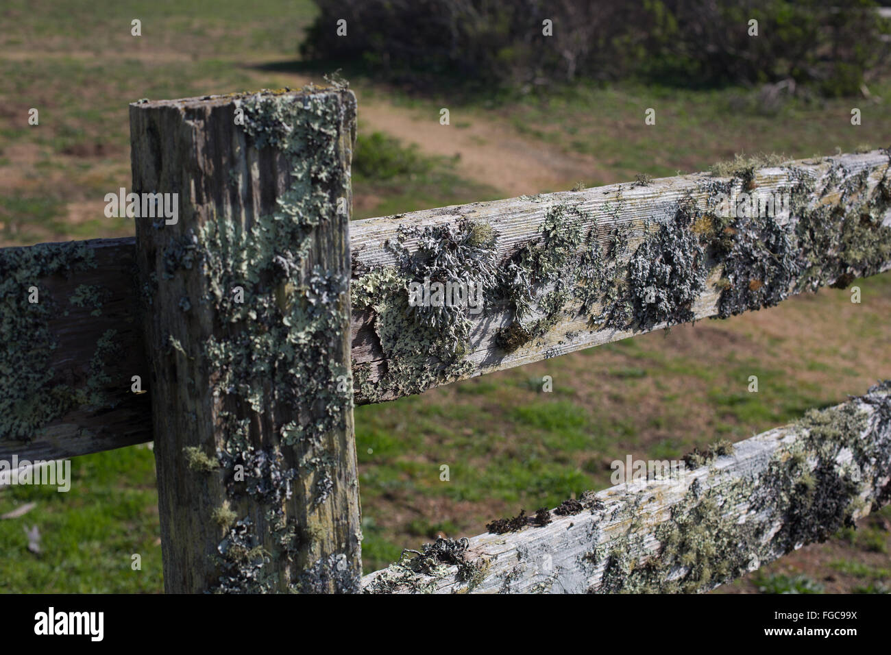 A fence covered with moss and lichen at Pierce Point Ranch in Point ...
