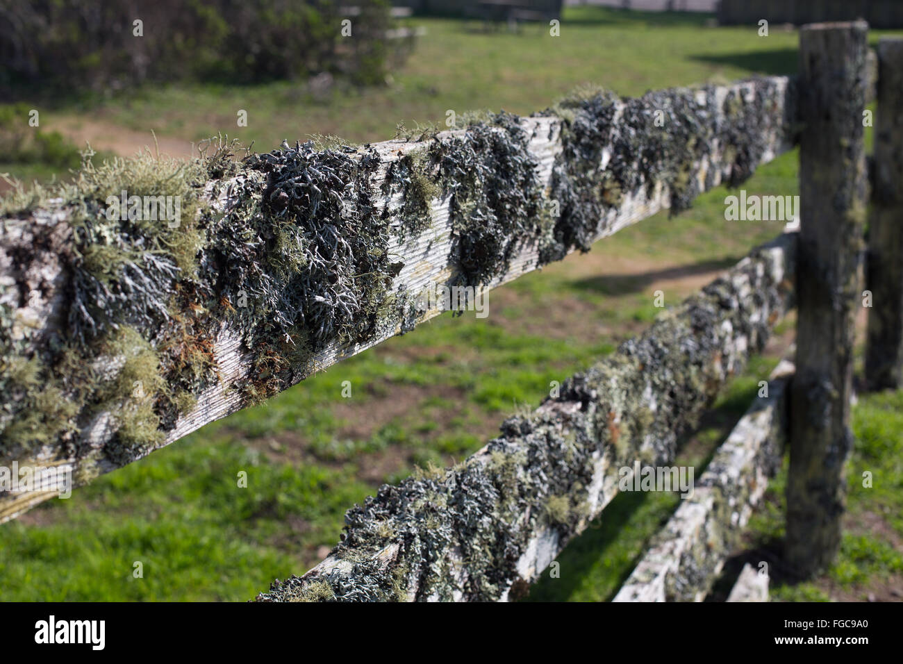 A fence covered with moss and lichen at Pierce Point Ranch in Point ...