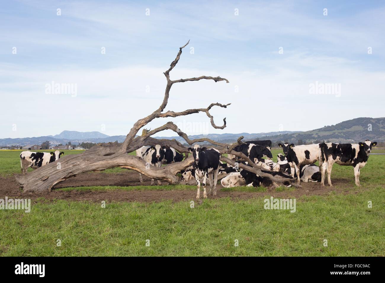 A small herd of black and white cows next to a fallen tree in Sonoma ...
