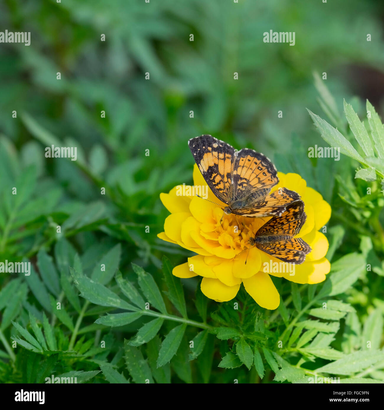 Two Silvery Checkerspot butterflies, Chlosyne nycteis, nectaring on ...
