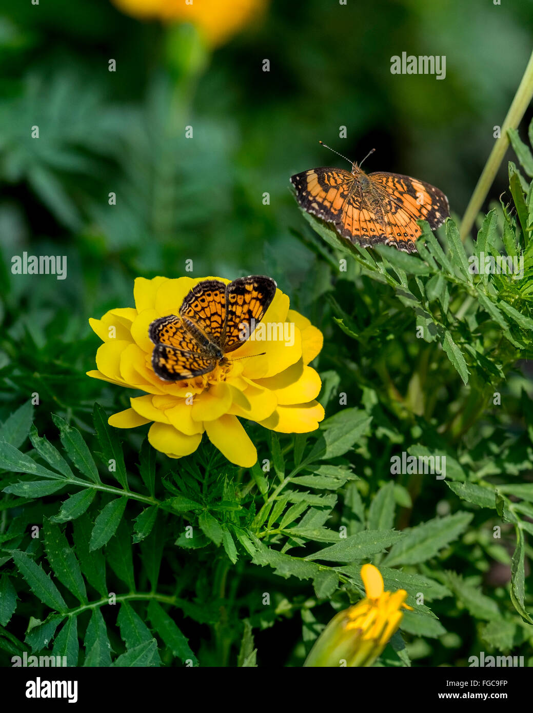 Silvery checkerspot butterflies hi-res stock photography and images - Alamy