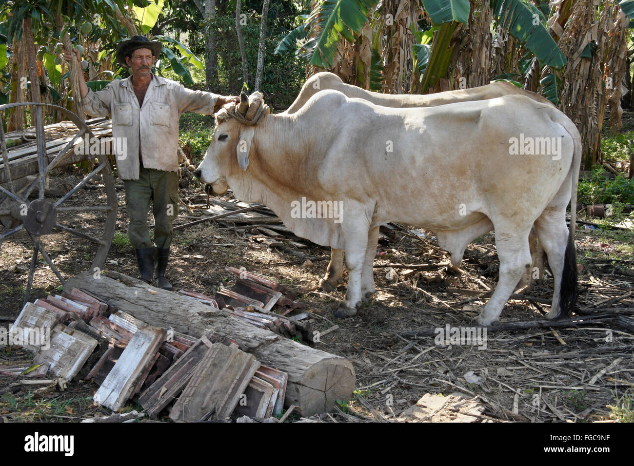 Cuban cattle hi-res stock photography and images - Alamy