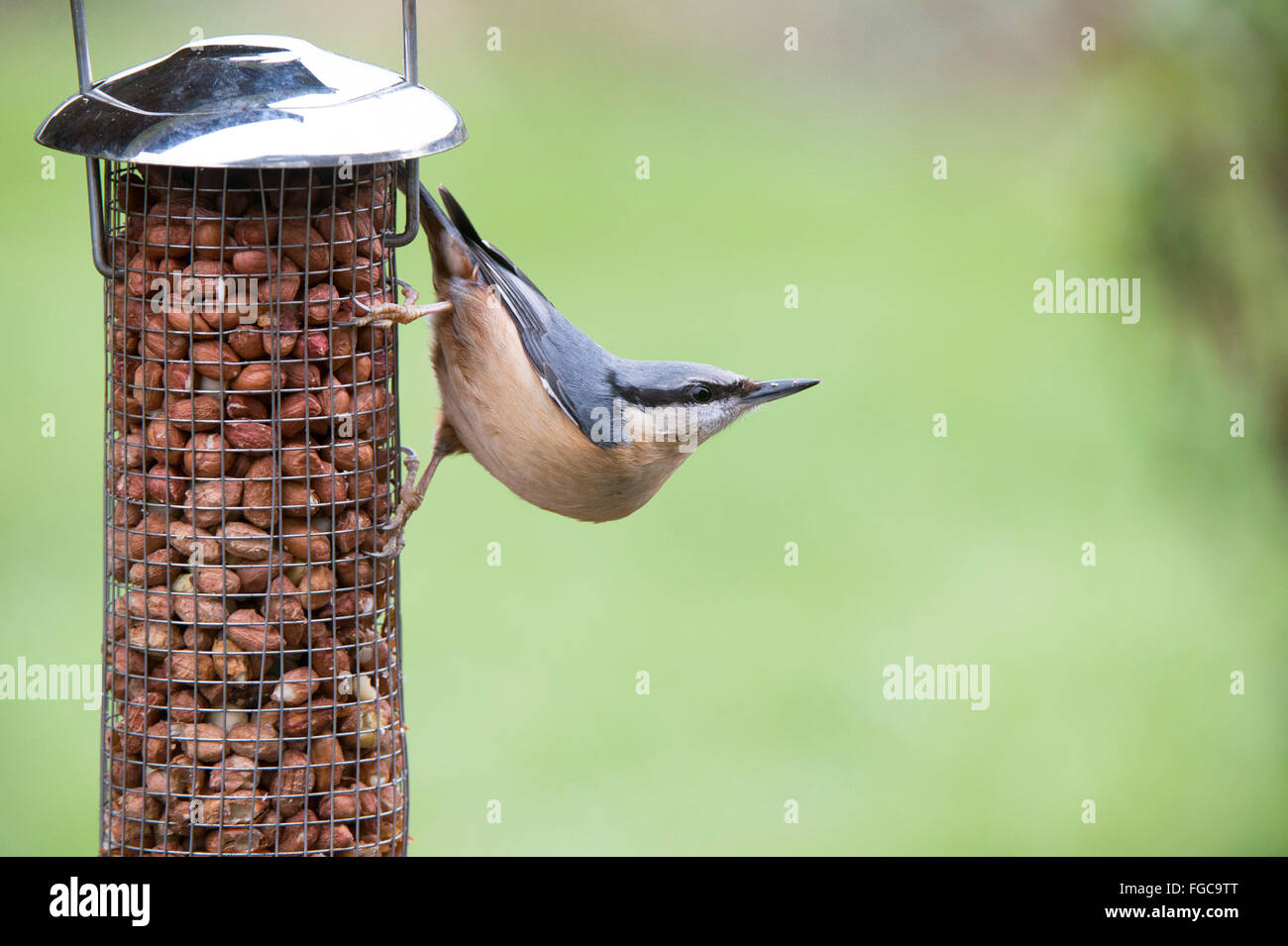 Sitta europaea. Nuthatch on peanut bird feeder Stock Photo - Alamy