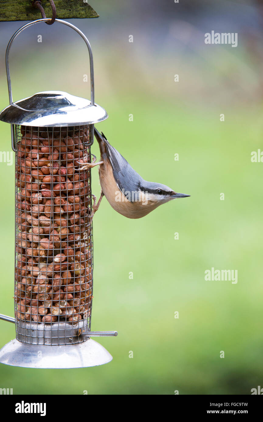 Peanuts in feeder hi-res stock photography and images - Alamy