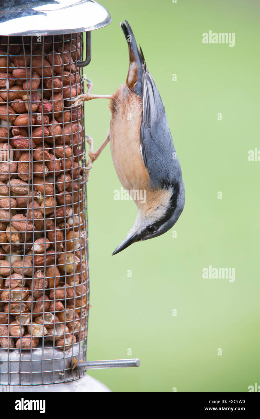 Sitta europaea. Nuthatch on peanut bird feeder Stock Photo - Alamy