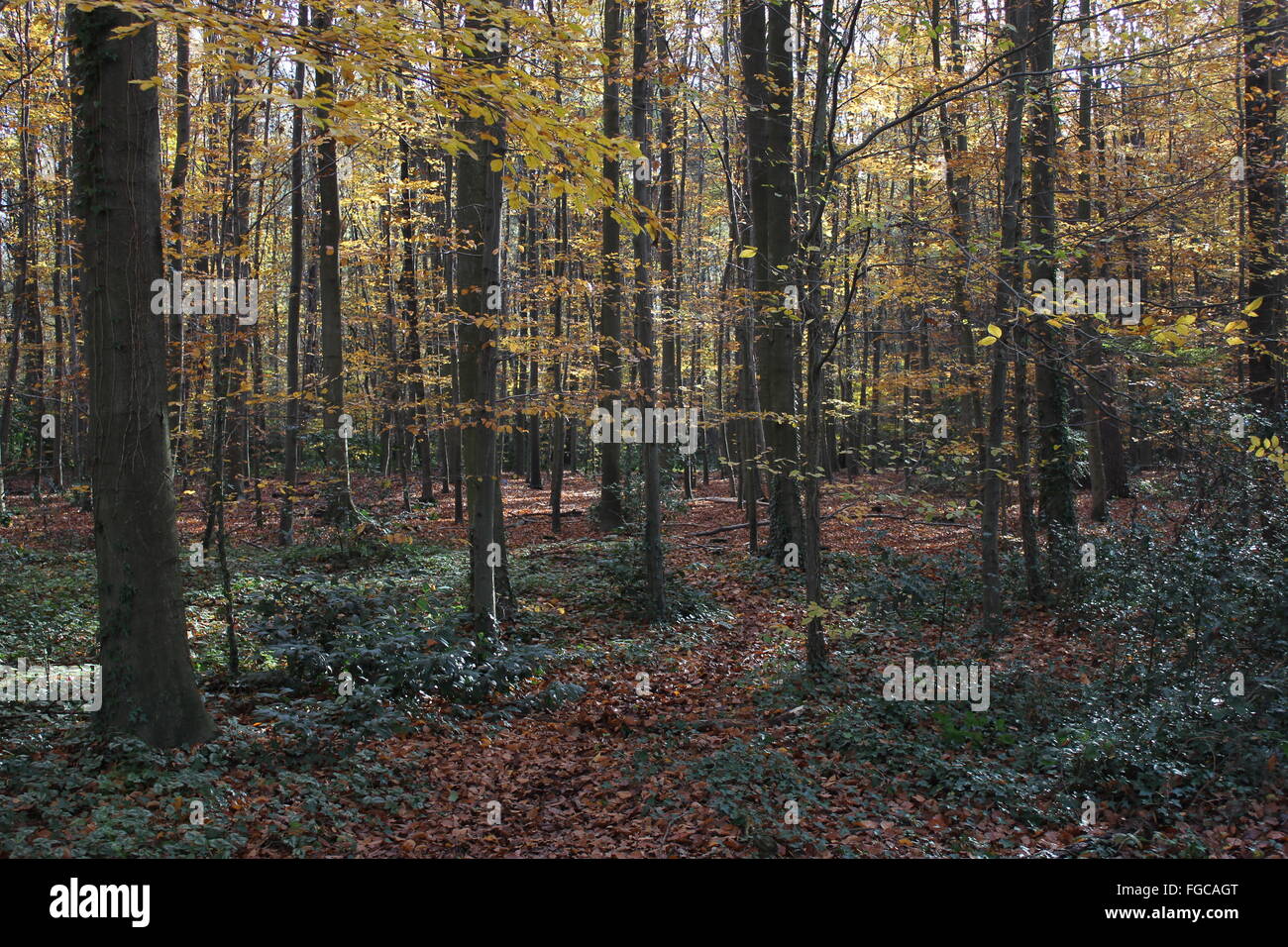 Bonn, Germany, wood in autumn Stock Photo - Alamy