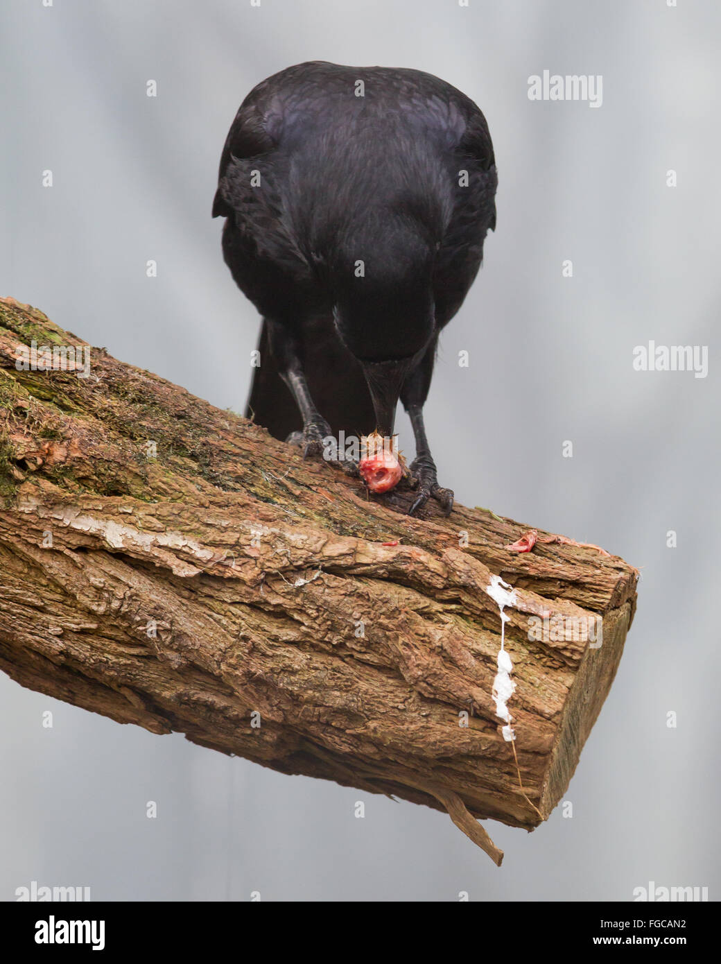 Crow eating meat hi-res stock photography and images - Alamy