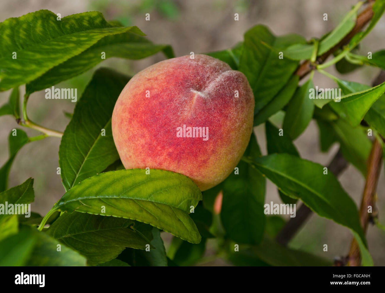 Peach growing on tree hi-res stock photography and images - Alamy
