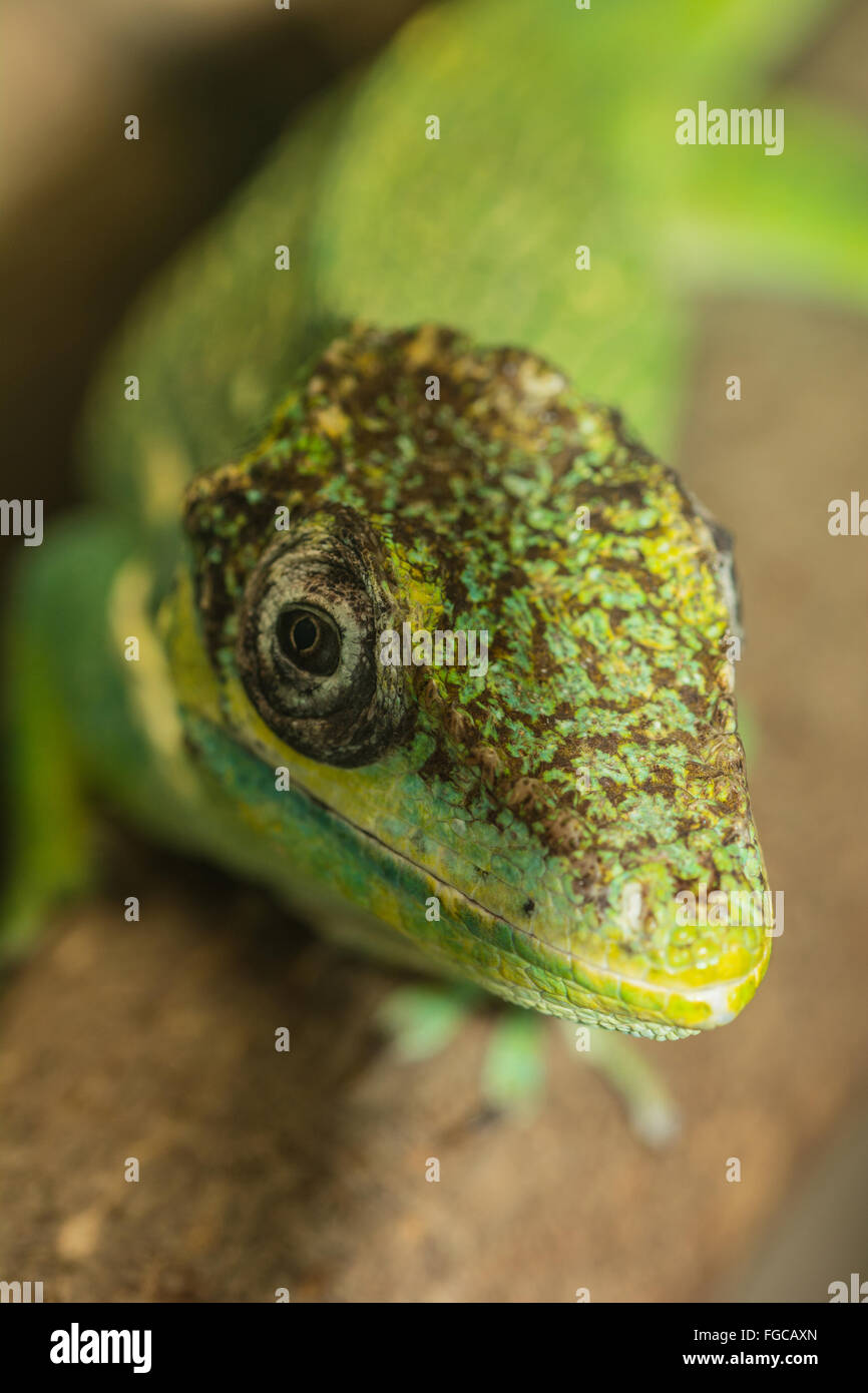 A Cuban Knight lizard at the Welsh Mountain Zoo Stock Photo - Alamy