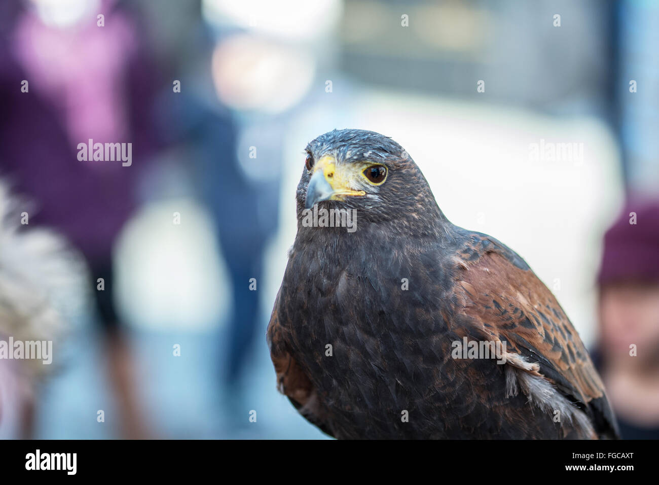 Harris hawk hunt hi-res stock photography and images - Alamy