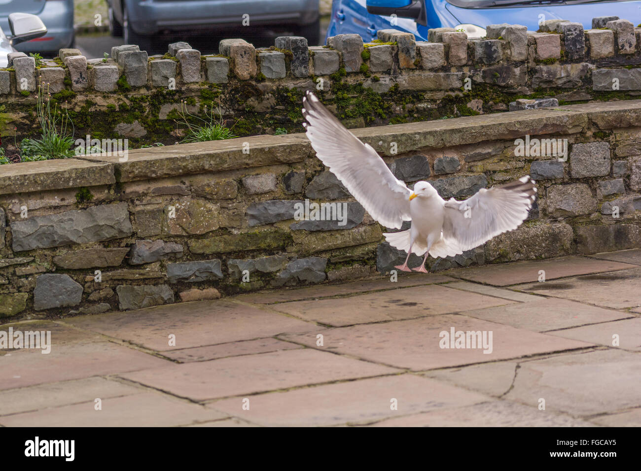 Incoming bird hi-res stock photography and images - Alamy